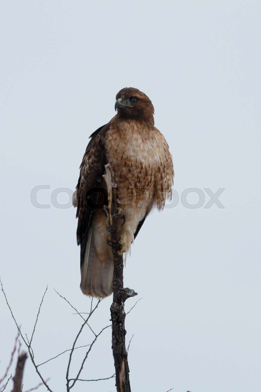 Red-tailed Hawk sitting on a stick | Stock image | Colourbox