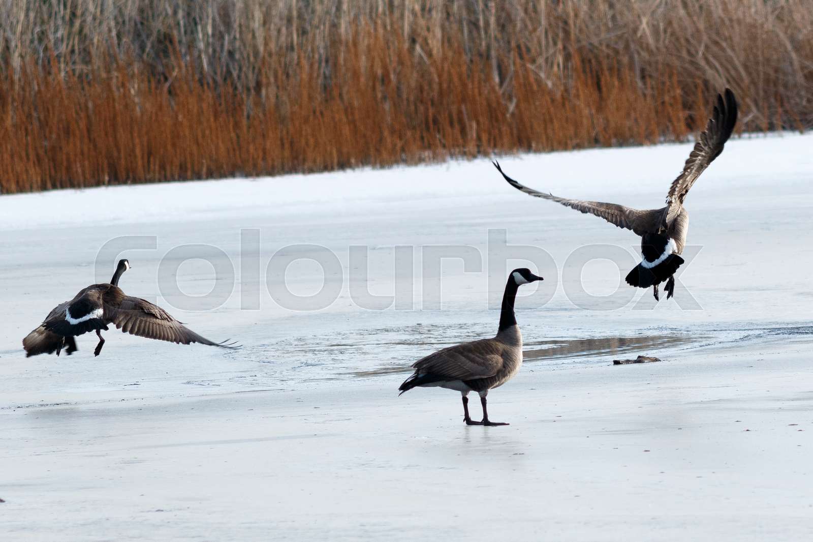 Canada geese taking off | Stock image | Colourbox