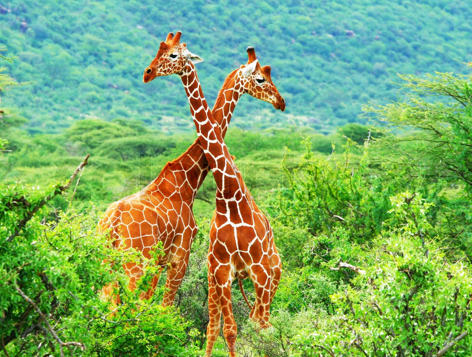 Fight of two giraffes | Stock image | Colourbox