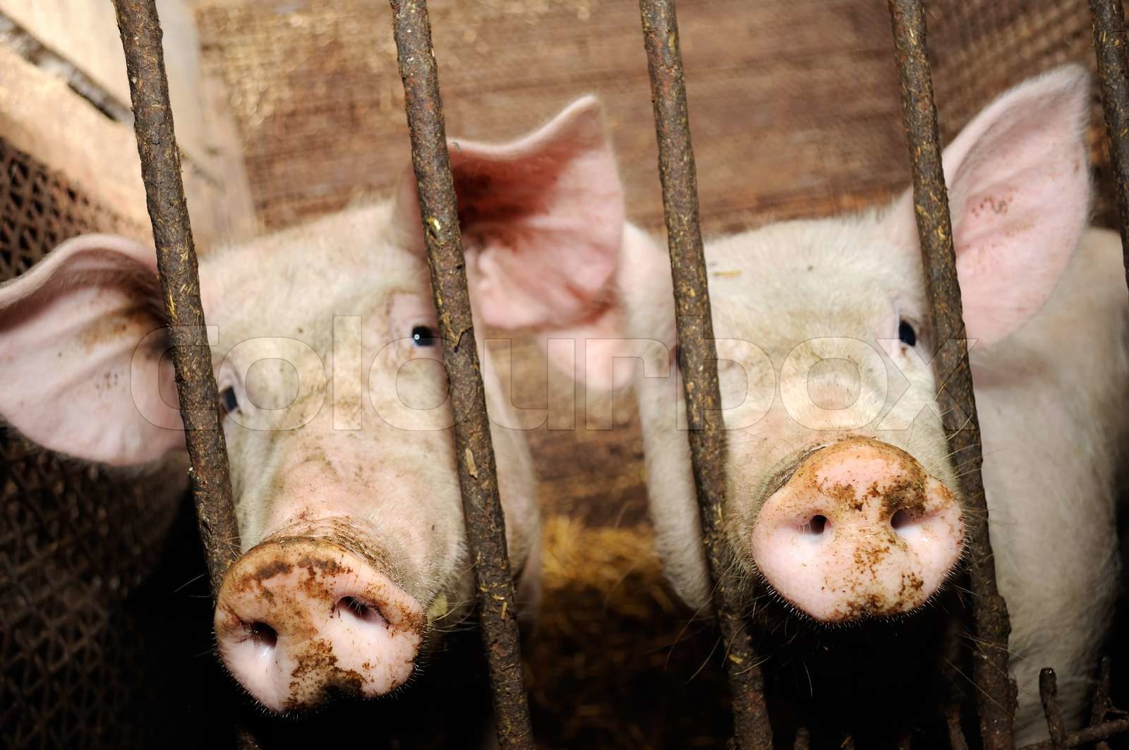 Pigs Behind Bars in Barn | Stock Bild | Colourbox