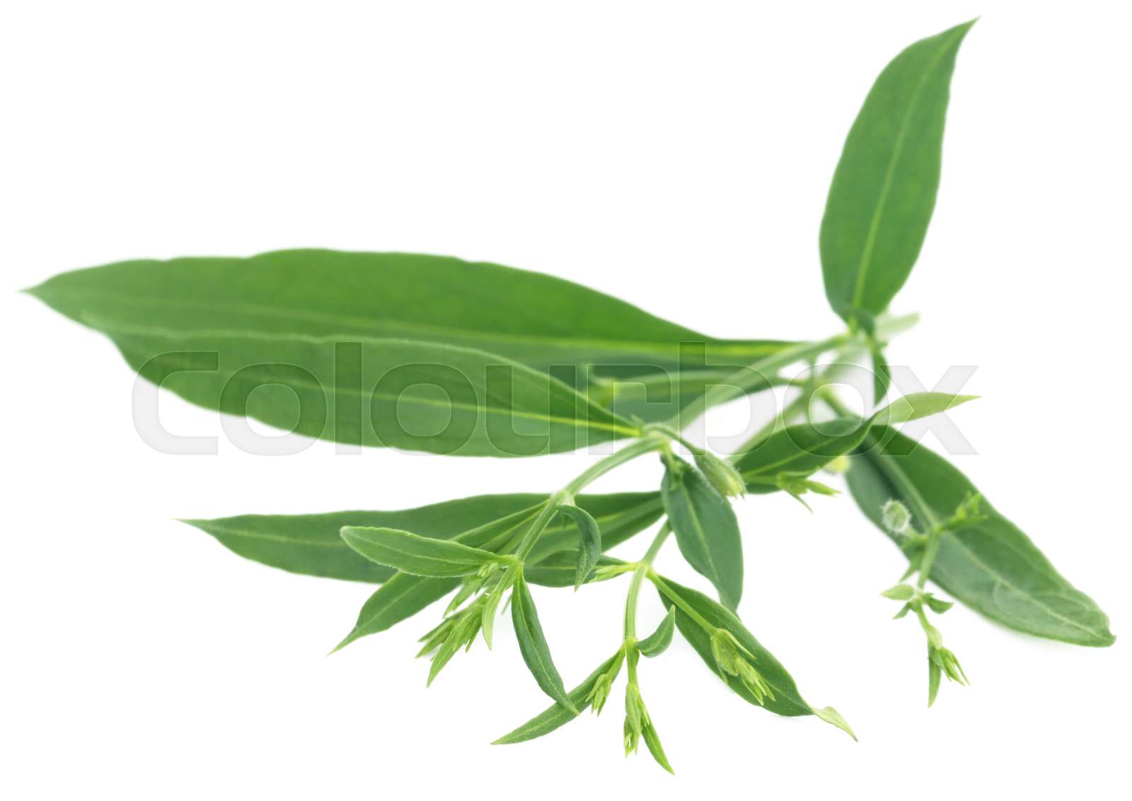 Ayurvedic medicinal Chirata | Stock image | Colourbox