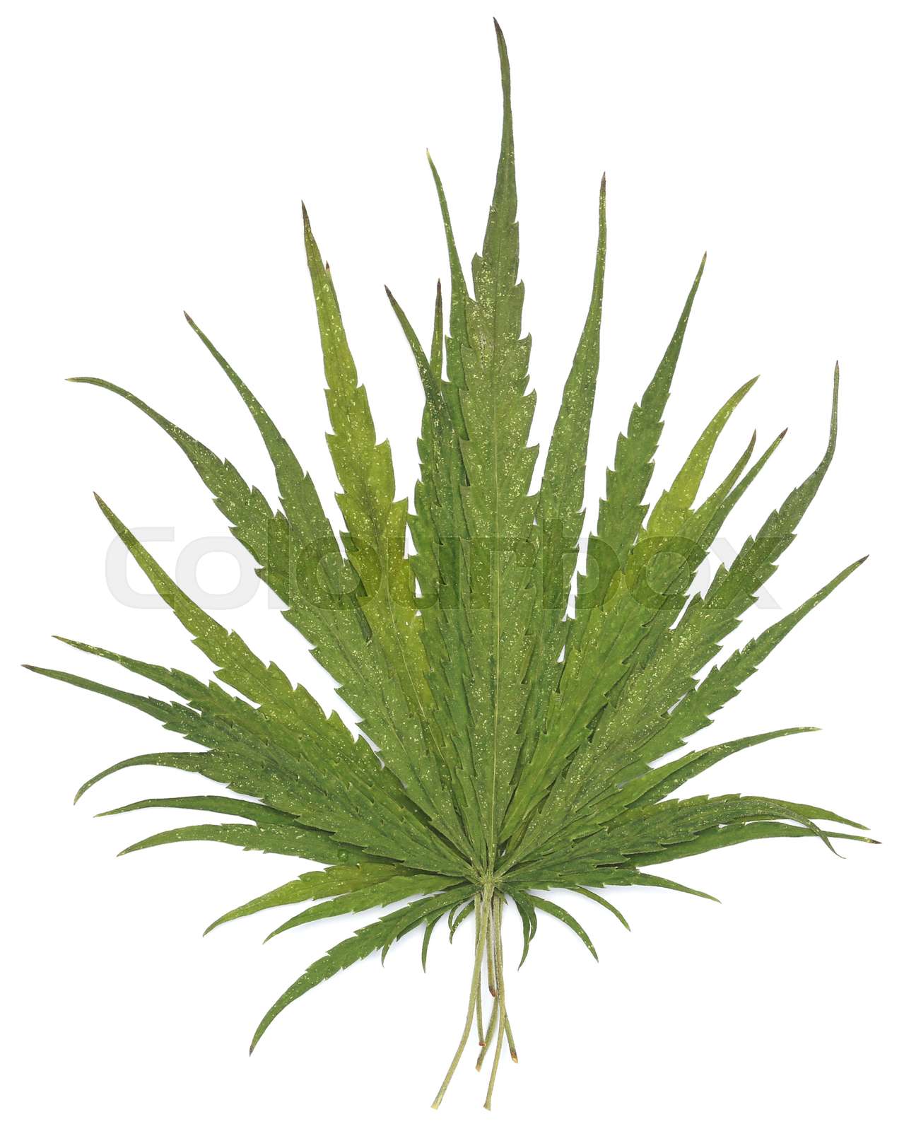 Dry Cannabis leaves | Stock image | Colourbox