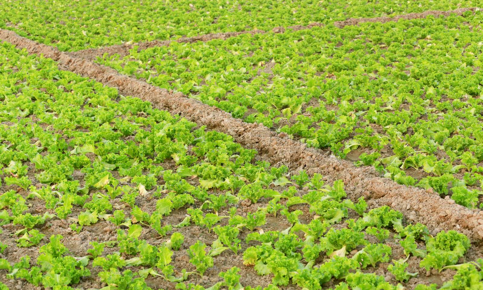 Organic lettuce production | Stock image | Colourbox
