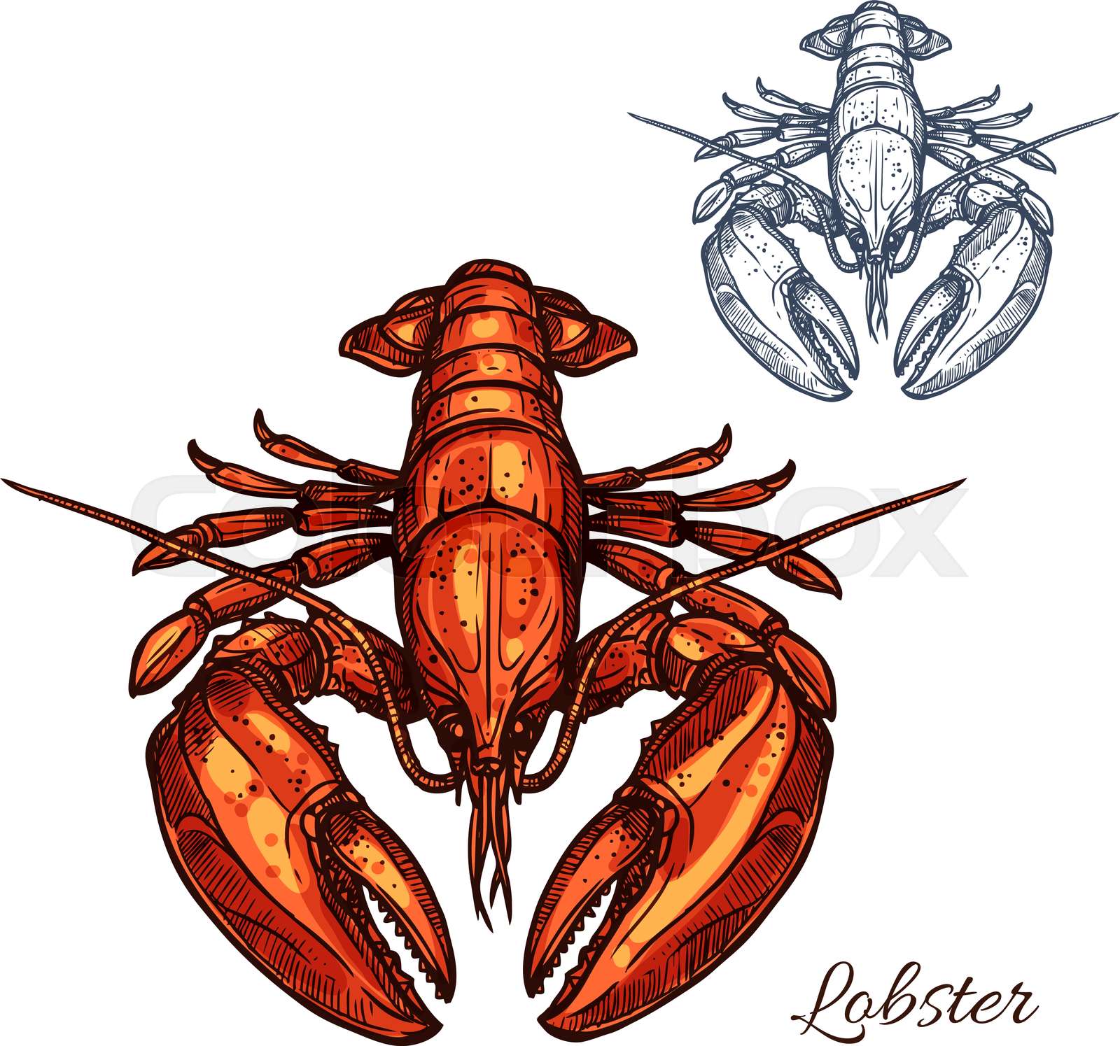 Lobster isolated sketch for seafood design | Stock vector | Colourbox