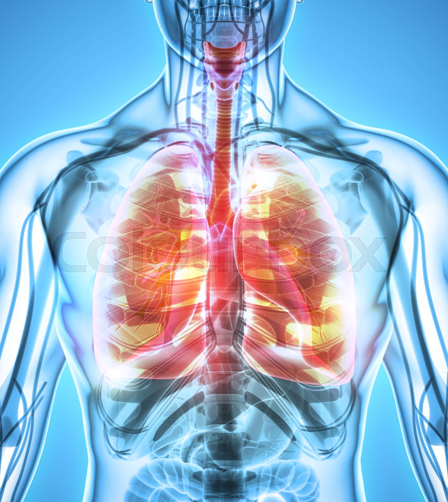 atmung, anatomisch, lunge | Stock Bild | Colourbox