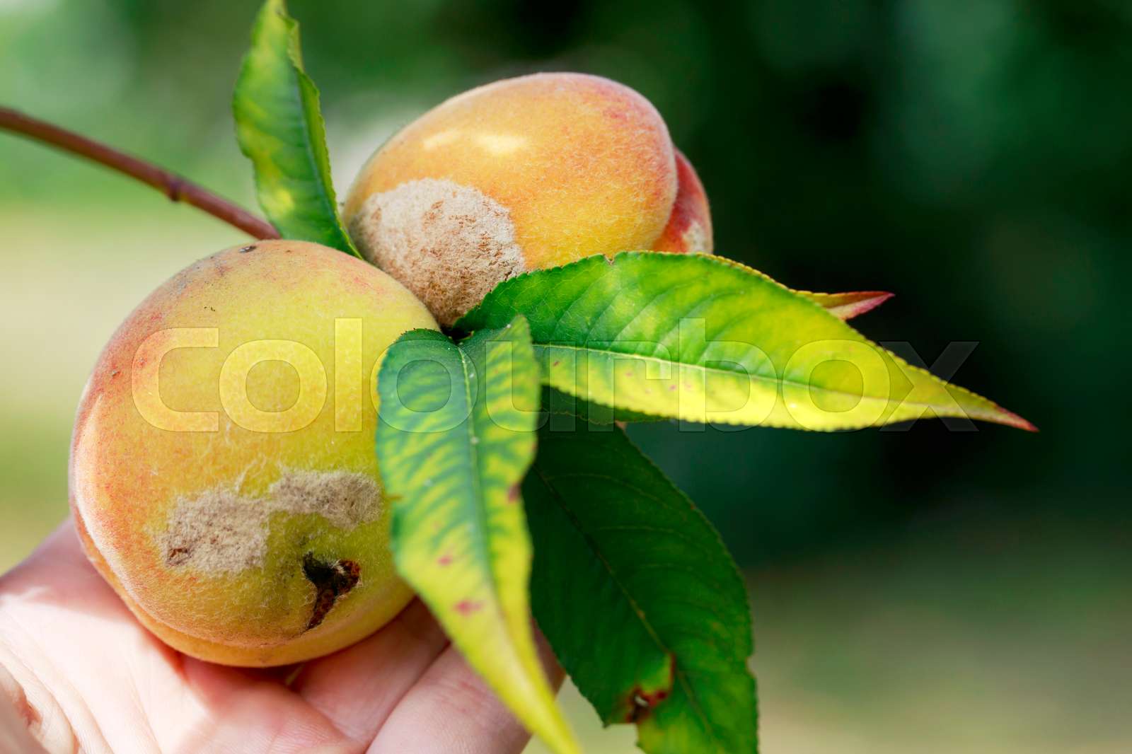 the rotten peach | Stock image | Colourbox