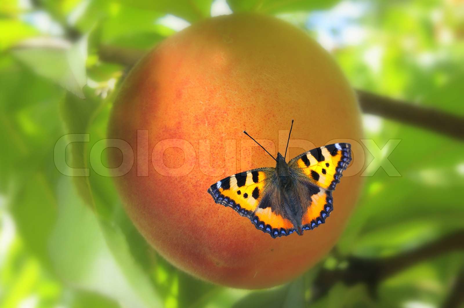 butterfly and peach | Stock image | Colourbox
