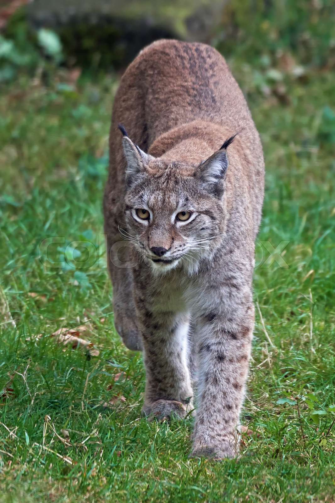 Eurasian lynx (Lynx lynx) | Stock image | Colourbox
