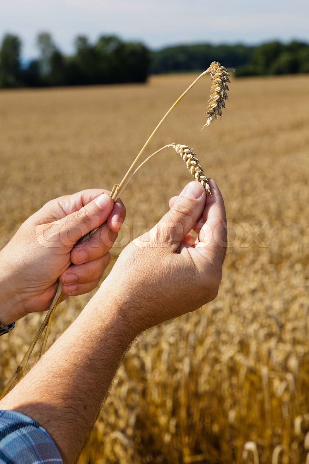 Ein Bauer schaut auf seine Felder in der Landwirtschaft Mature ...