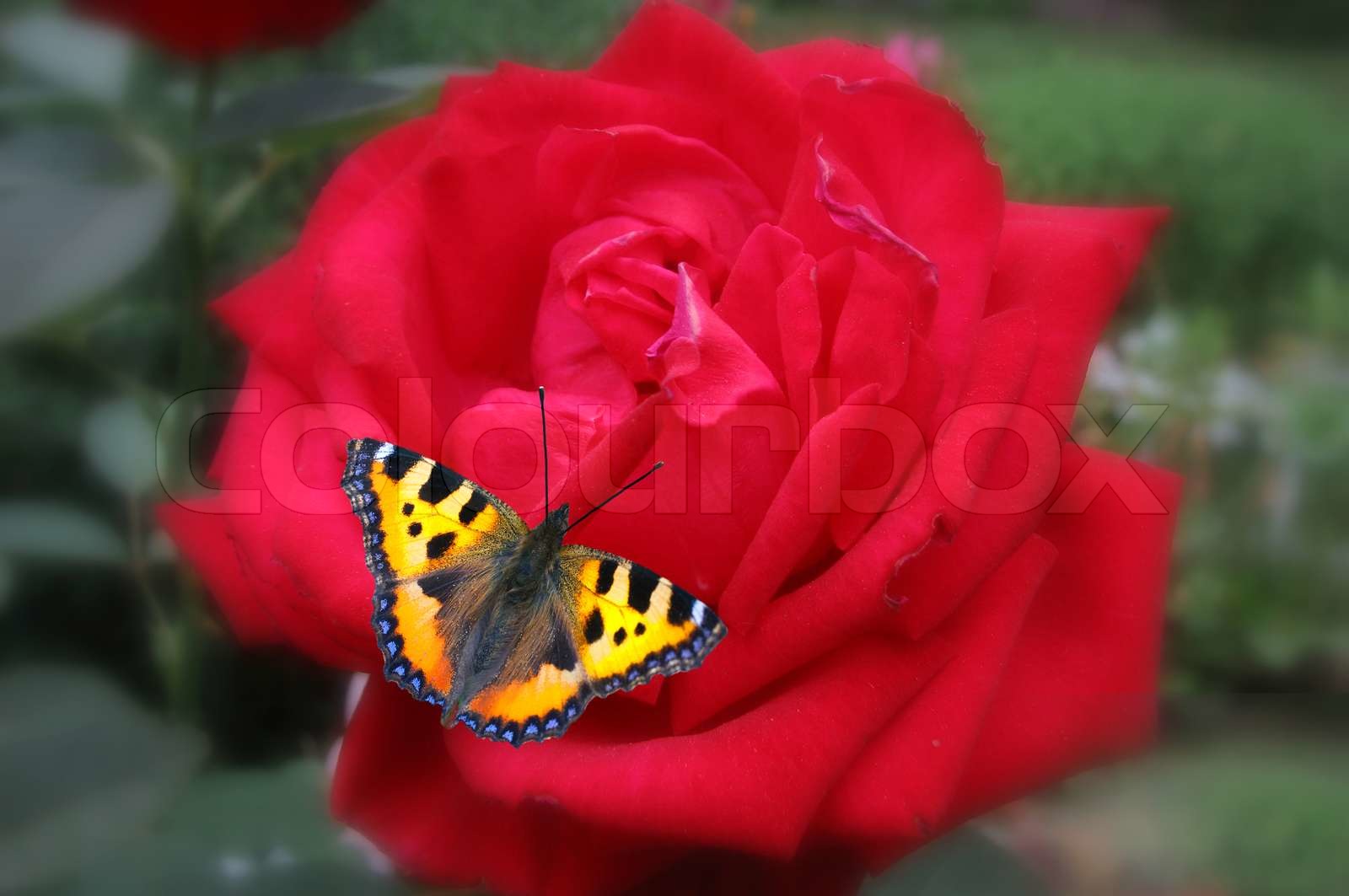 Butterfly and Red Rose on the Branch | Stock image | Colourbox