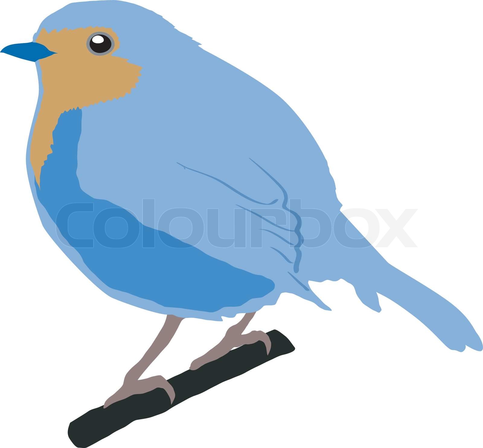 robin | Stock vector | Colourbox