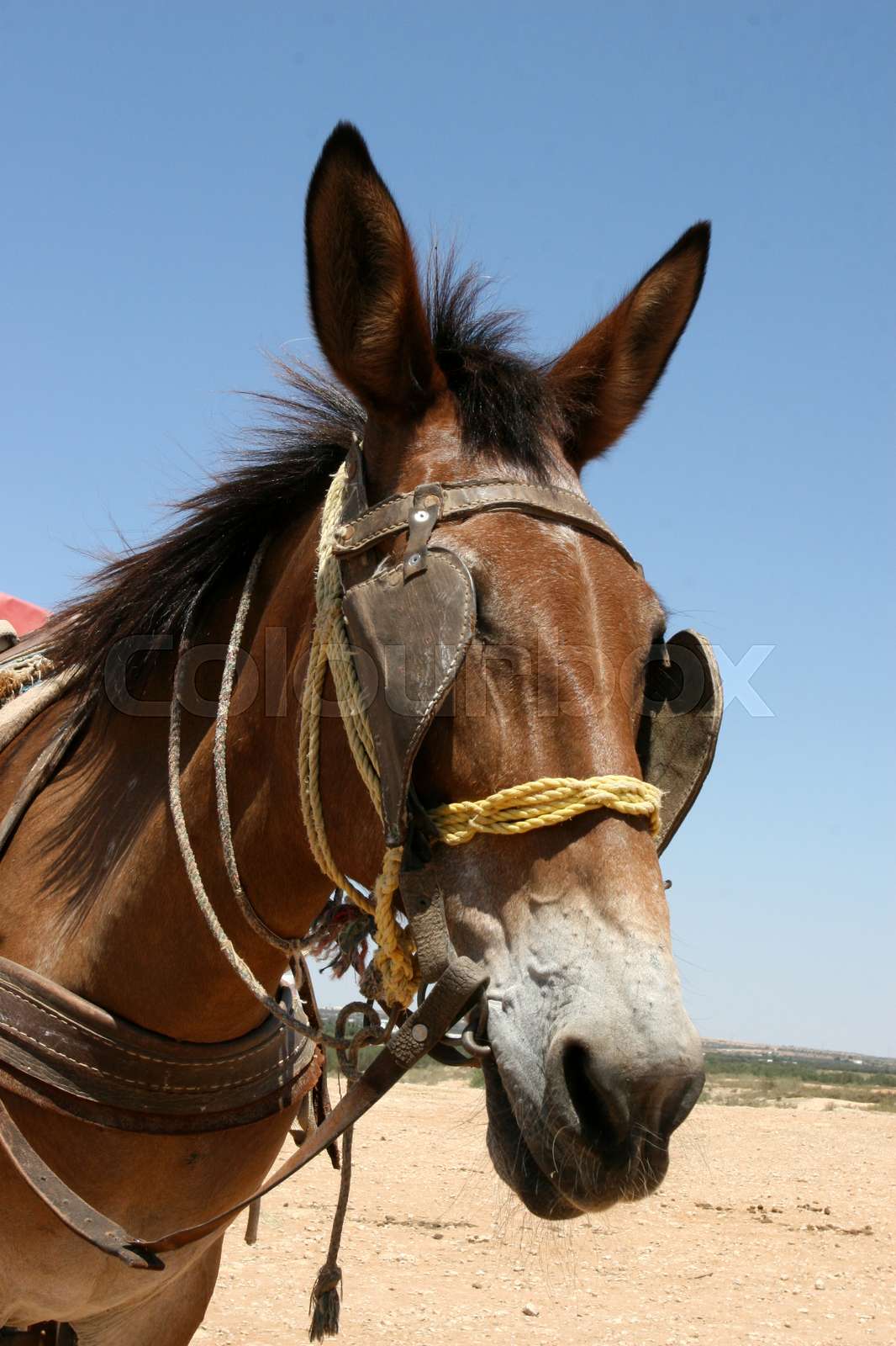 Skinny Horse | Stock image | Colourbox