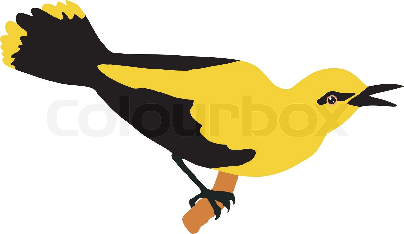 Pirol | Stock-Vektor | Colourbox