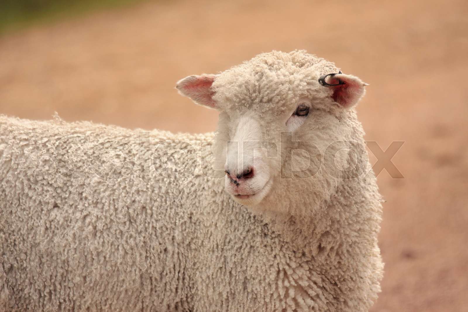 Australian sheep grown for meat and wool | Stock image | Colourbox