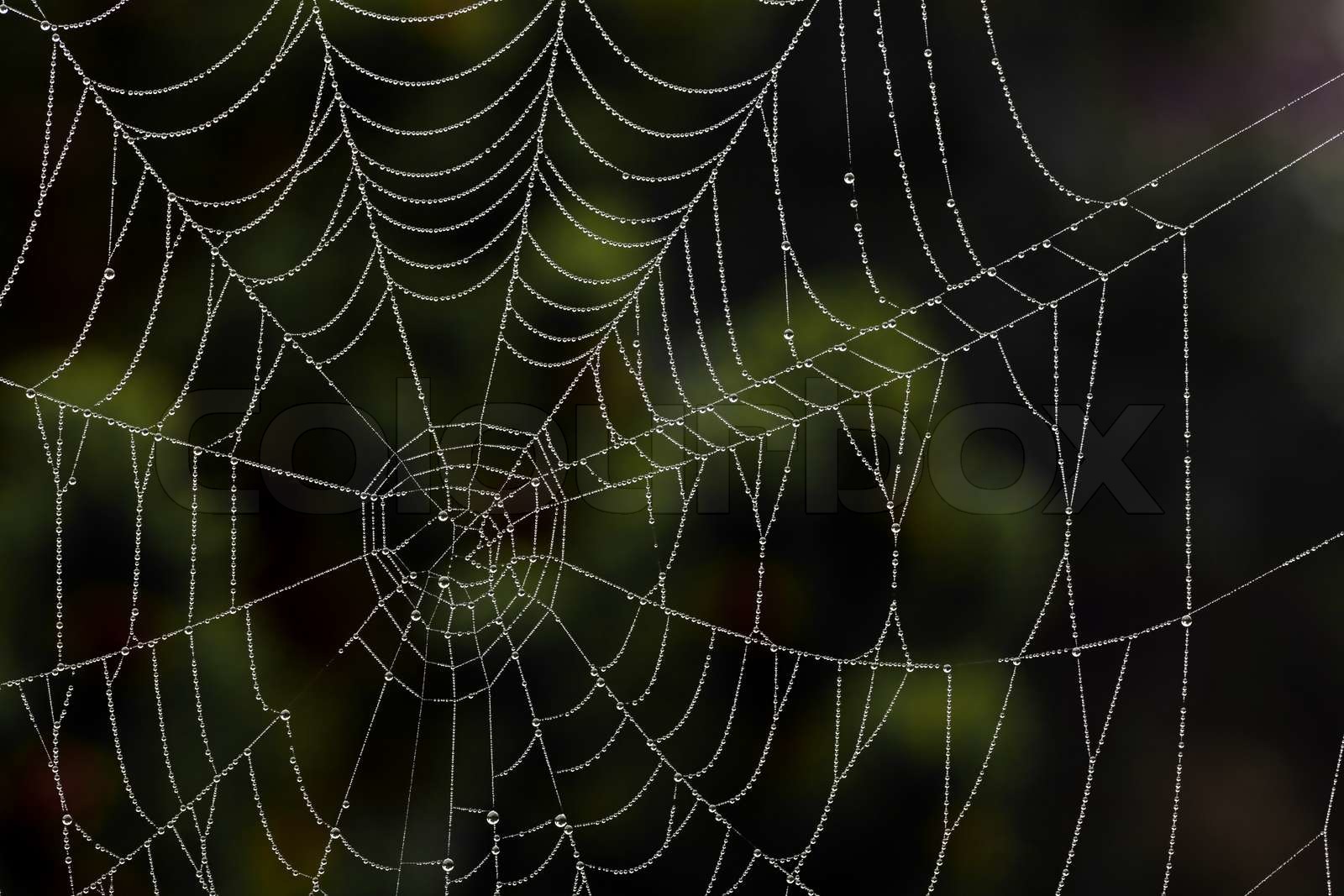 The spider's web of a spider in the morning dew Photo icon for network ...