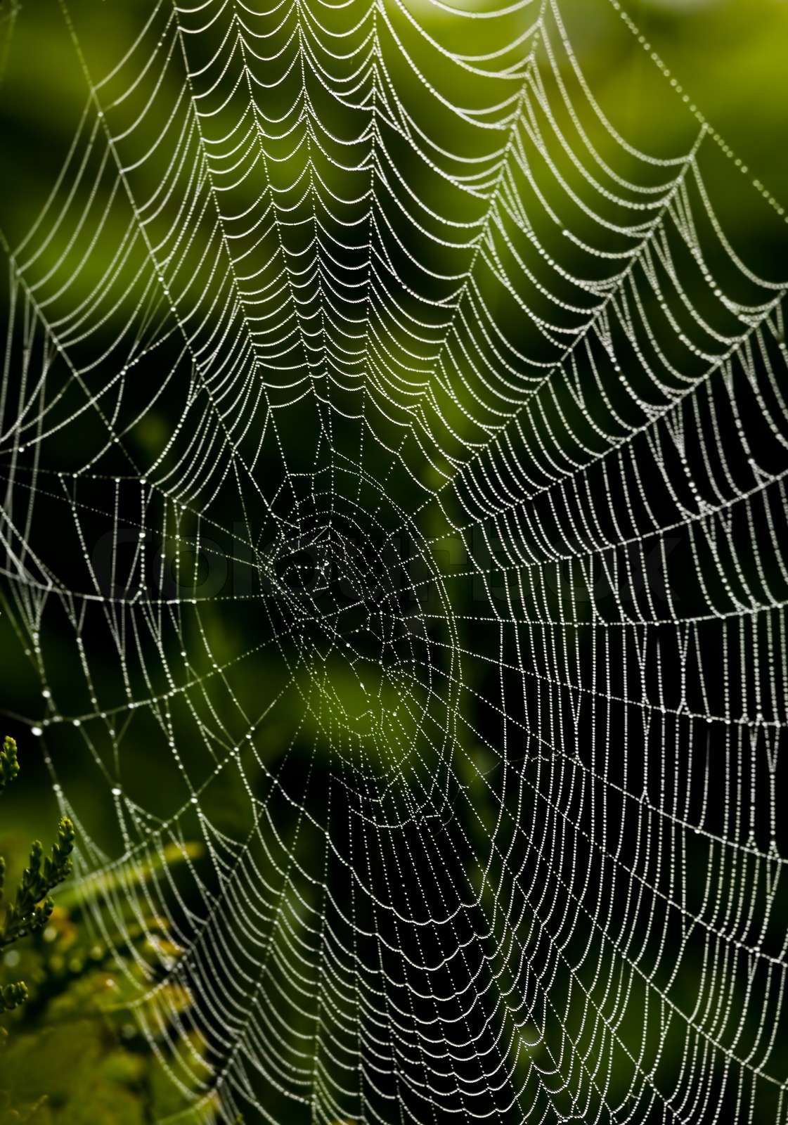 Das Spinnennetz von einer Spinne im Morgentau Photo Symbol für Netzwerk ...