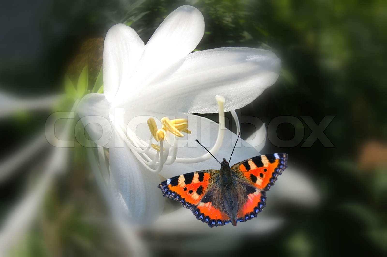 White lily flower and red Butterfly | Stock image | Colourbox