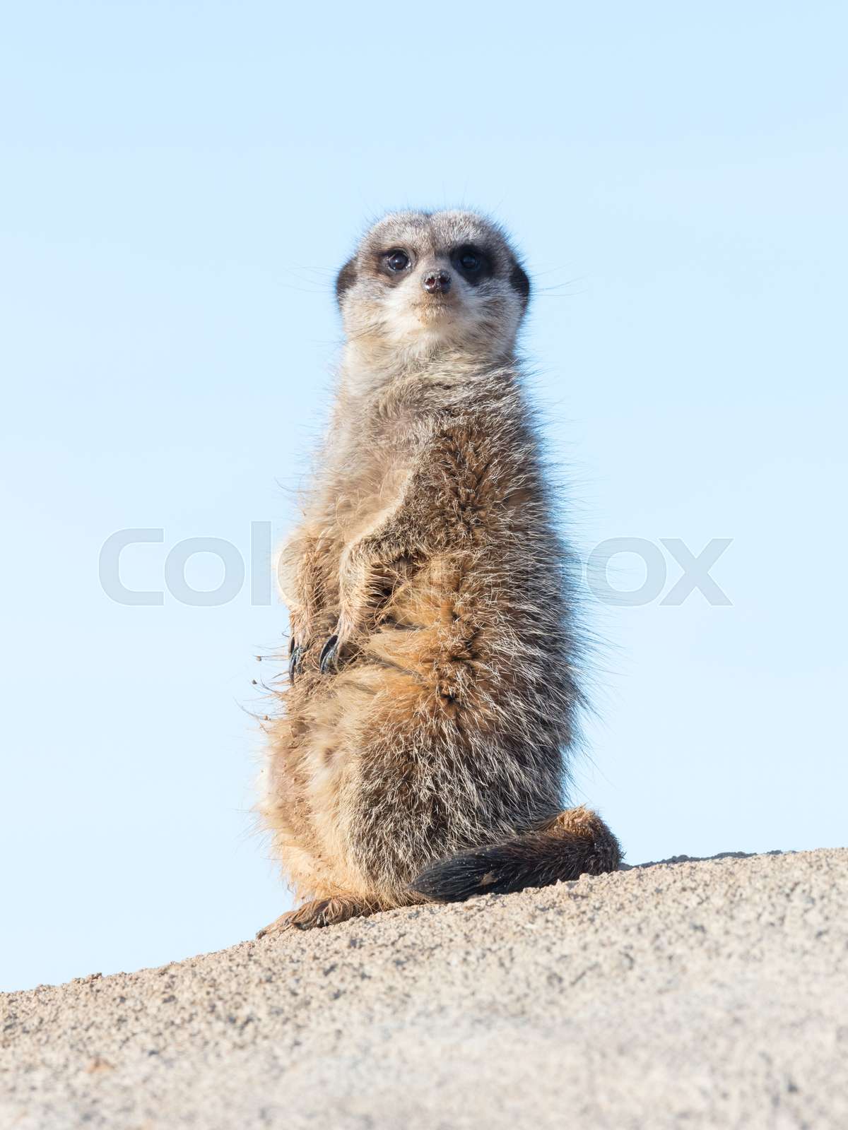Meerkat on guard duty | Stock image | Colourbox