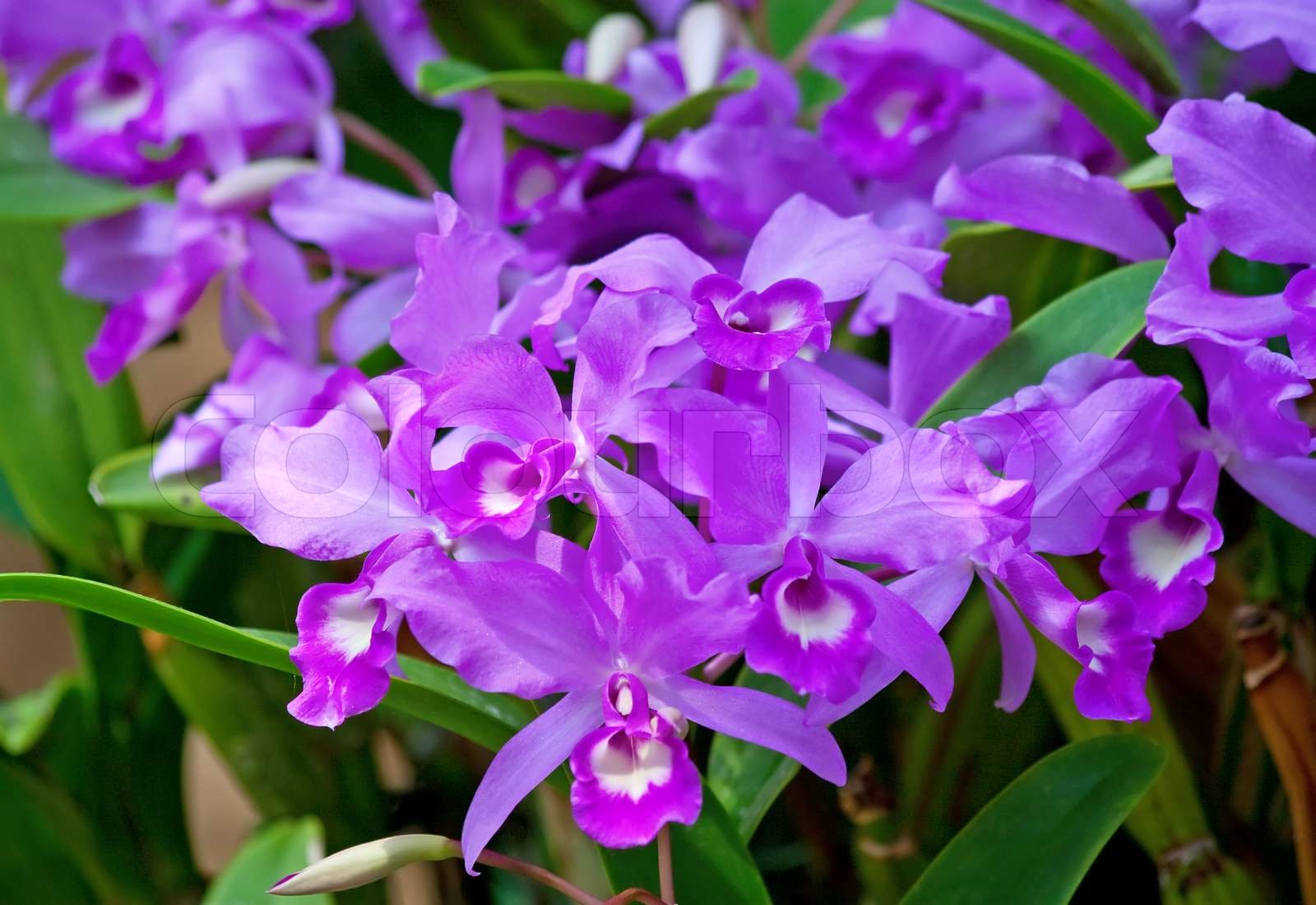 Colorful Orchids in the garden | Stock image | Colourbox