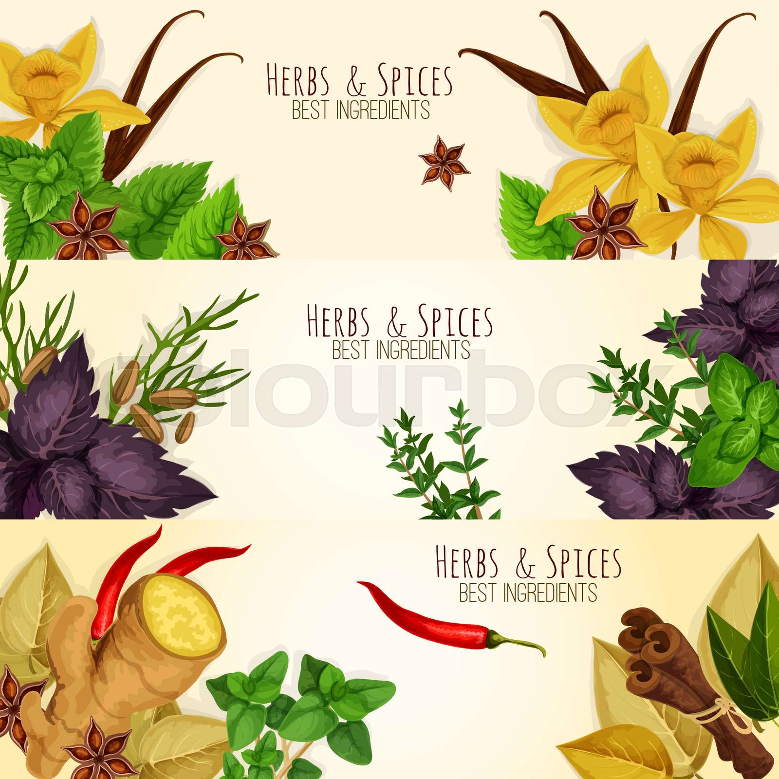 Herbs, spices culinary ingredients vector banners | Stock vector ...