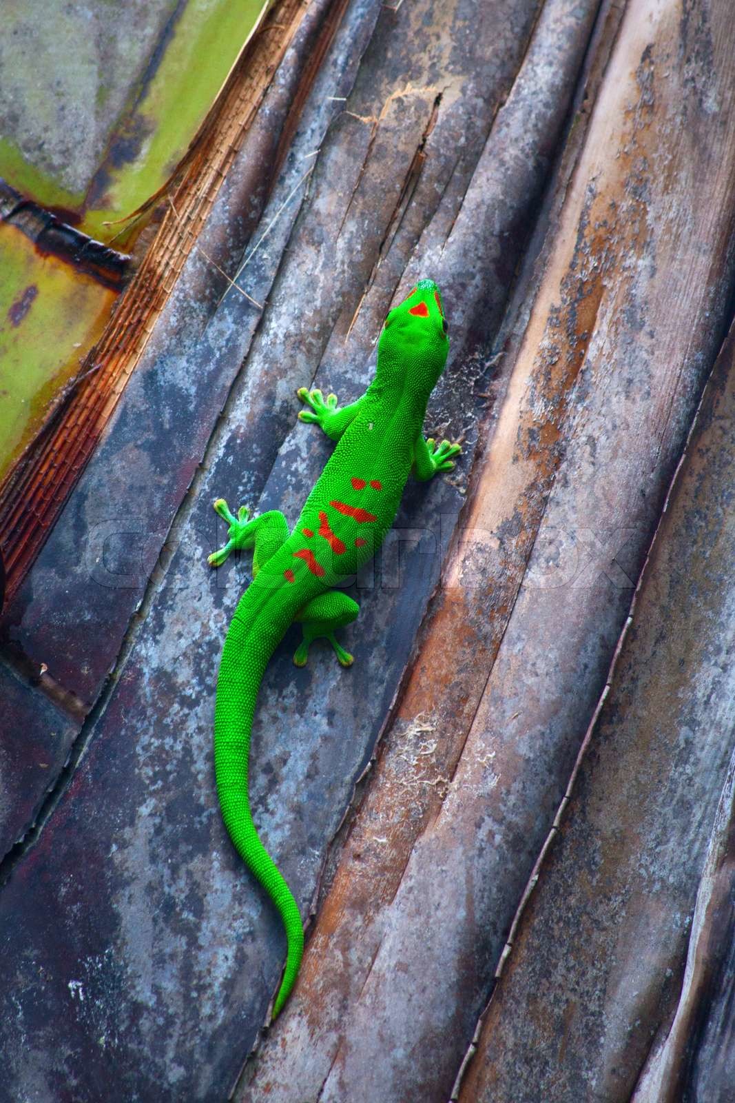 Green gecko on the palm tree (Zurich zoo) | Stock image | Colourbox