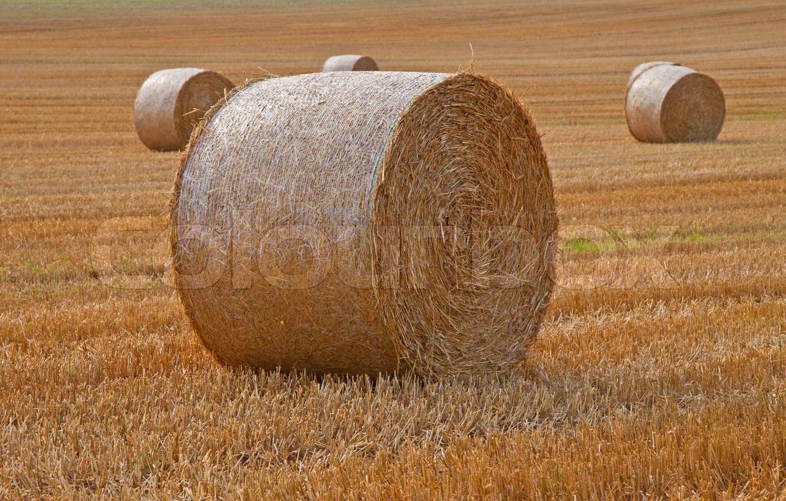 Goldene Heuballen auf dem Feld | Stock Bild | Colourbox