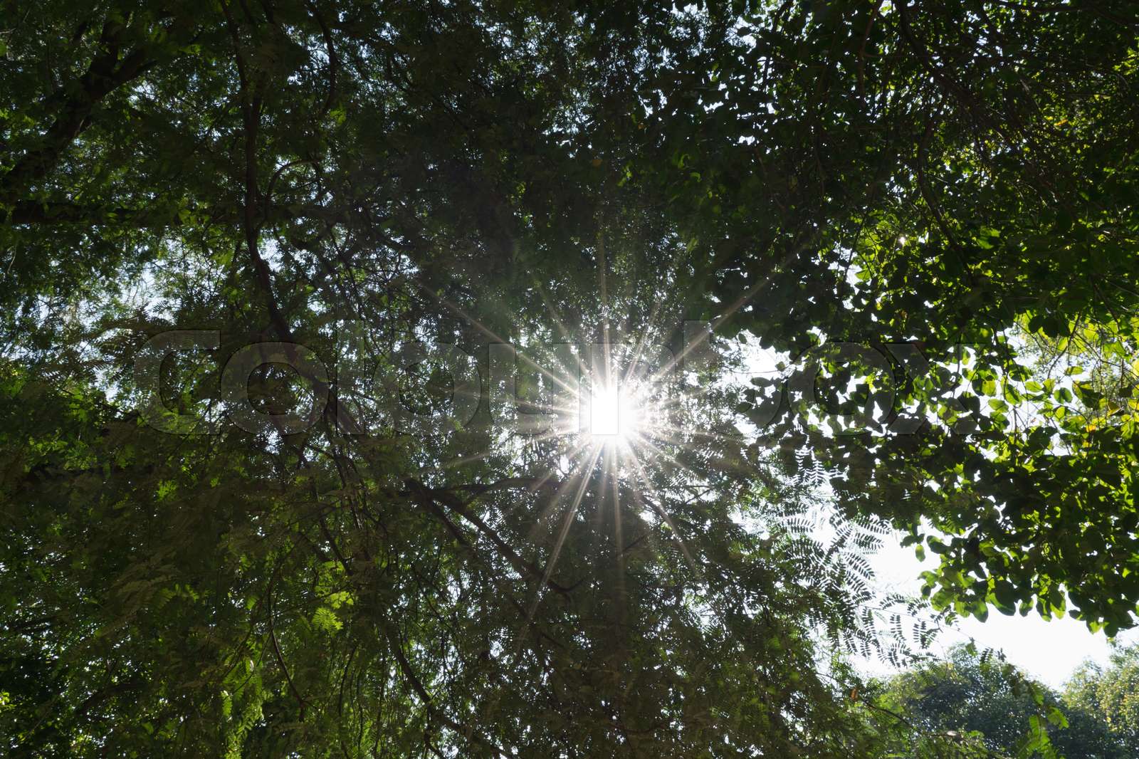 Beautiful of Sun streaming through the leaves in the the jungle ...
