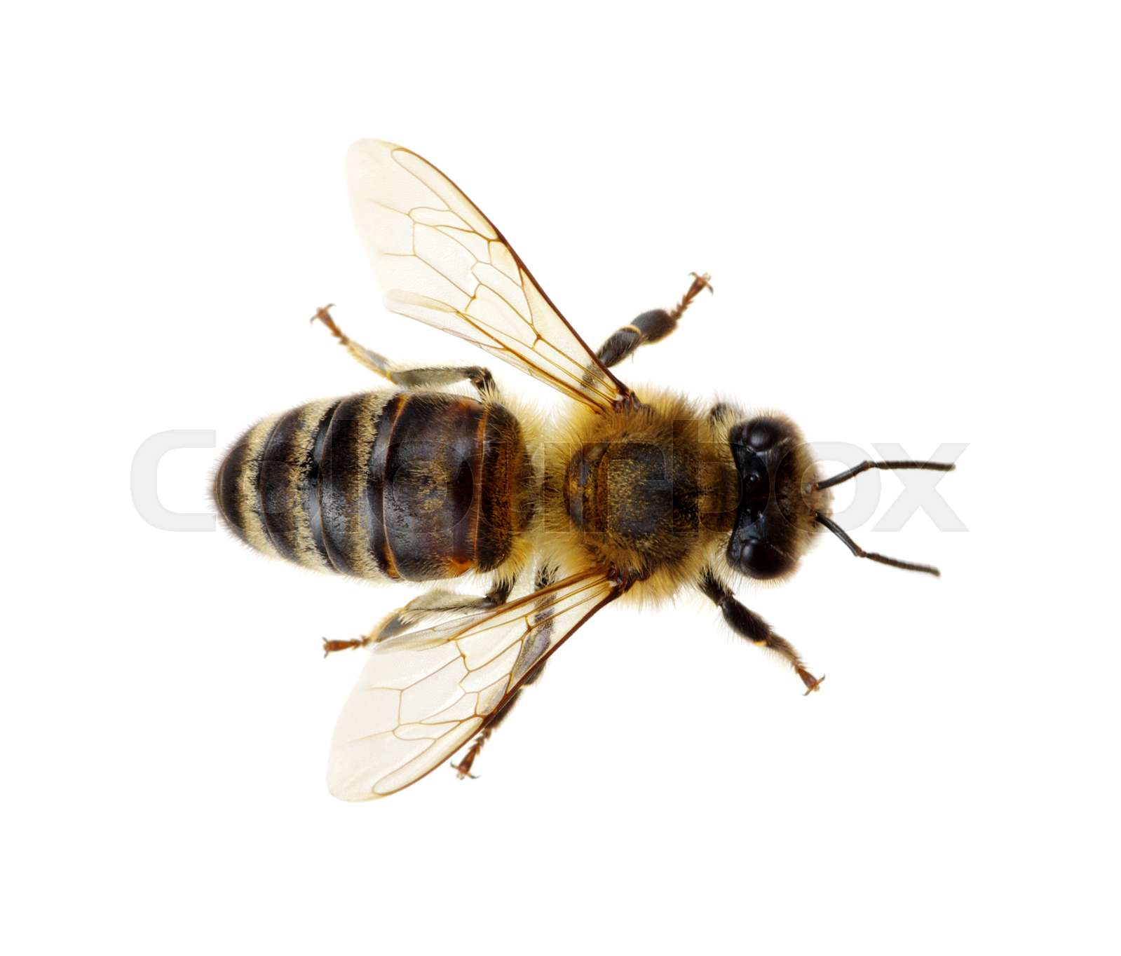 bee | Stock image | Colourbox
