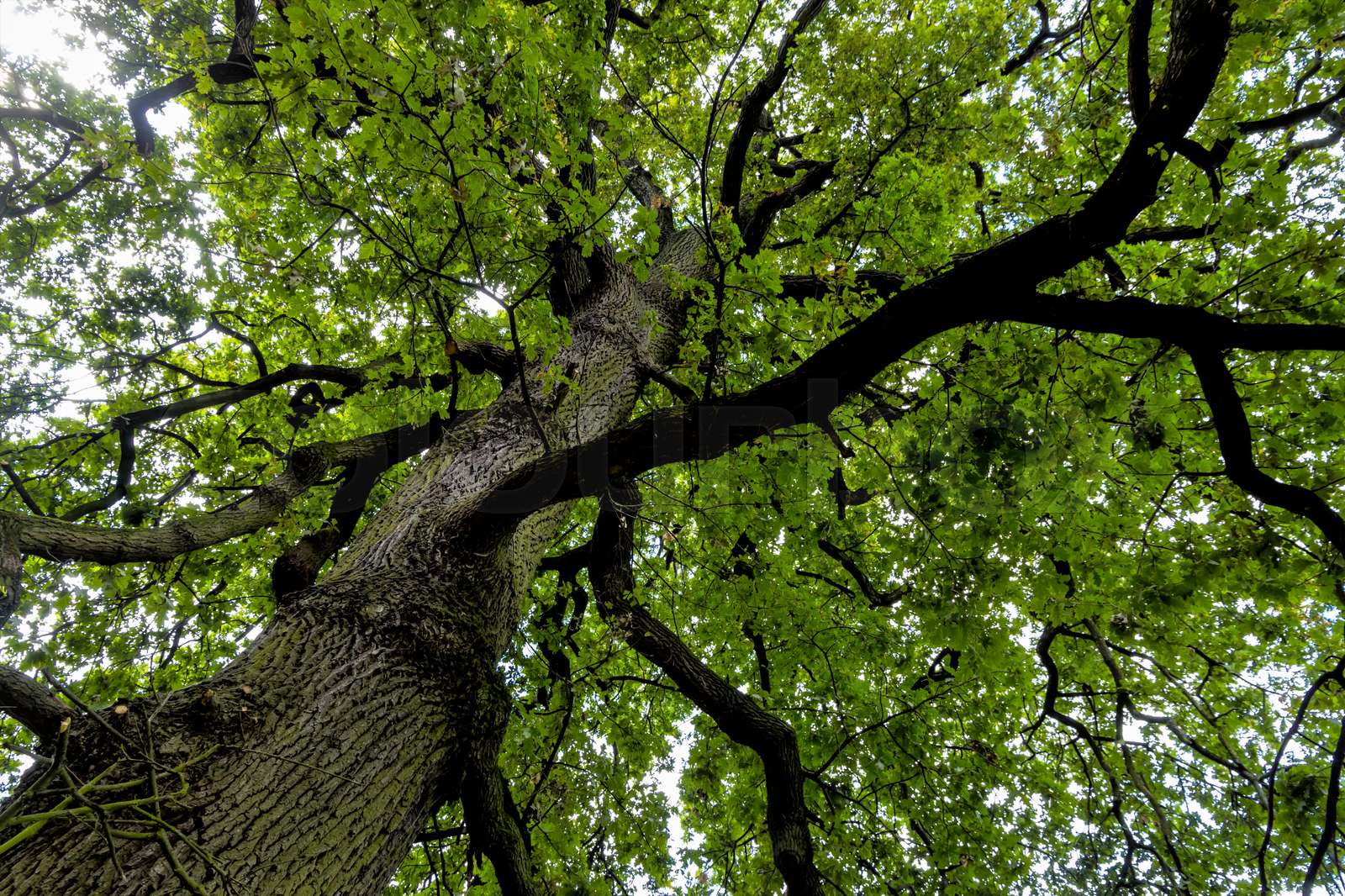 deciduous and treetop | Stock image | Colourbox