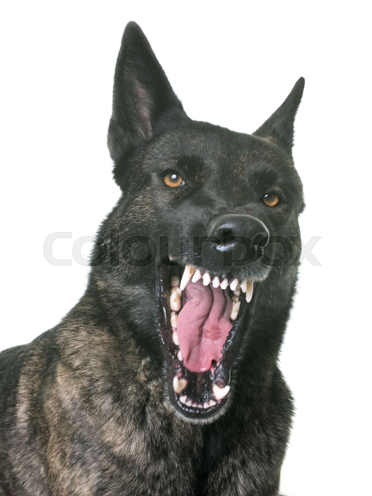 Black German Shepherd Growling