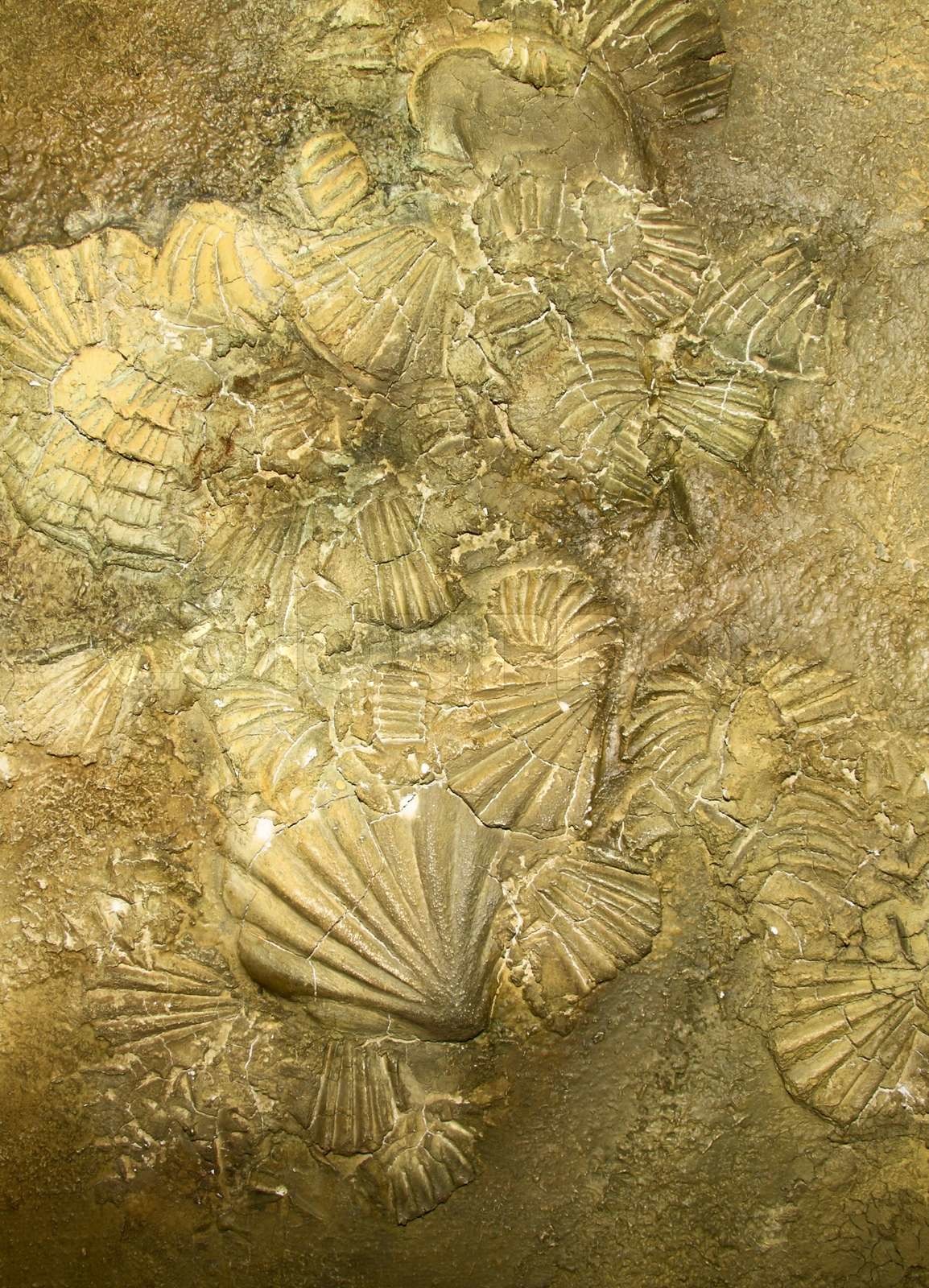 Shell sediment abstract background or texture site | Stock image ...