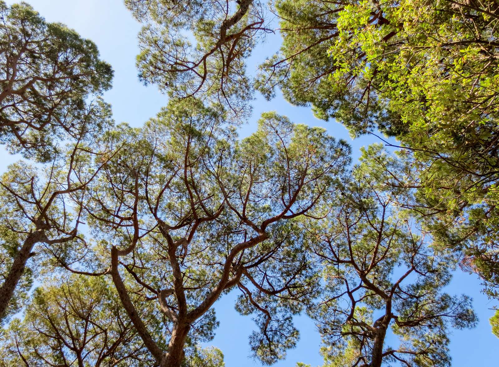 Pine trees textures, upward view | Stock image | Colourbox