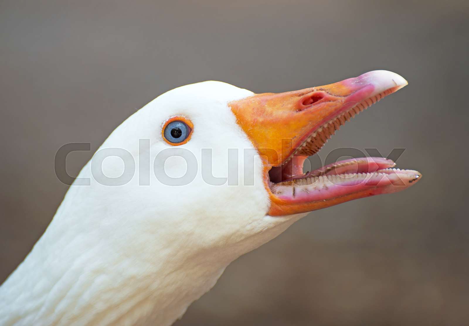 Portrait of white screaming goose outdoors. | Stock image | Colourbox