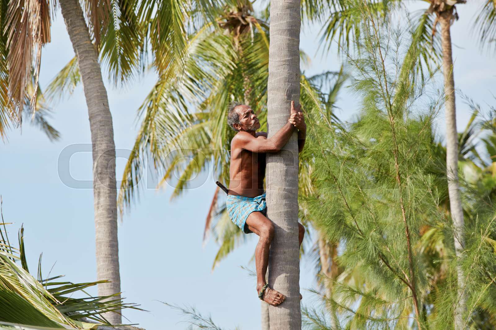 Coconut man | Stock image | Colourbox