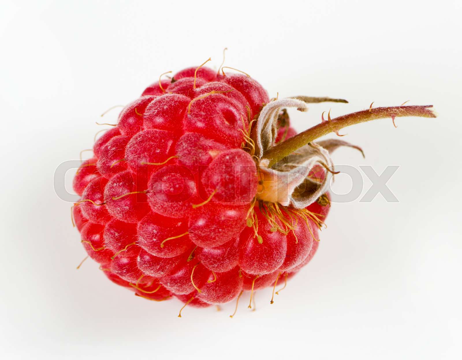 One raspberry isolated on white background | Stock image | Colourbox