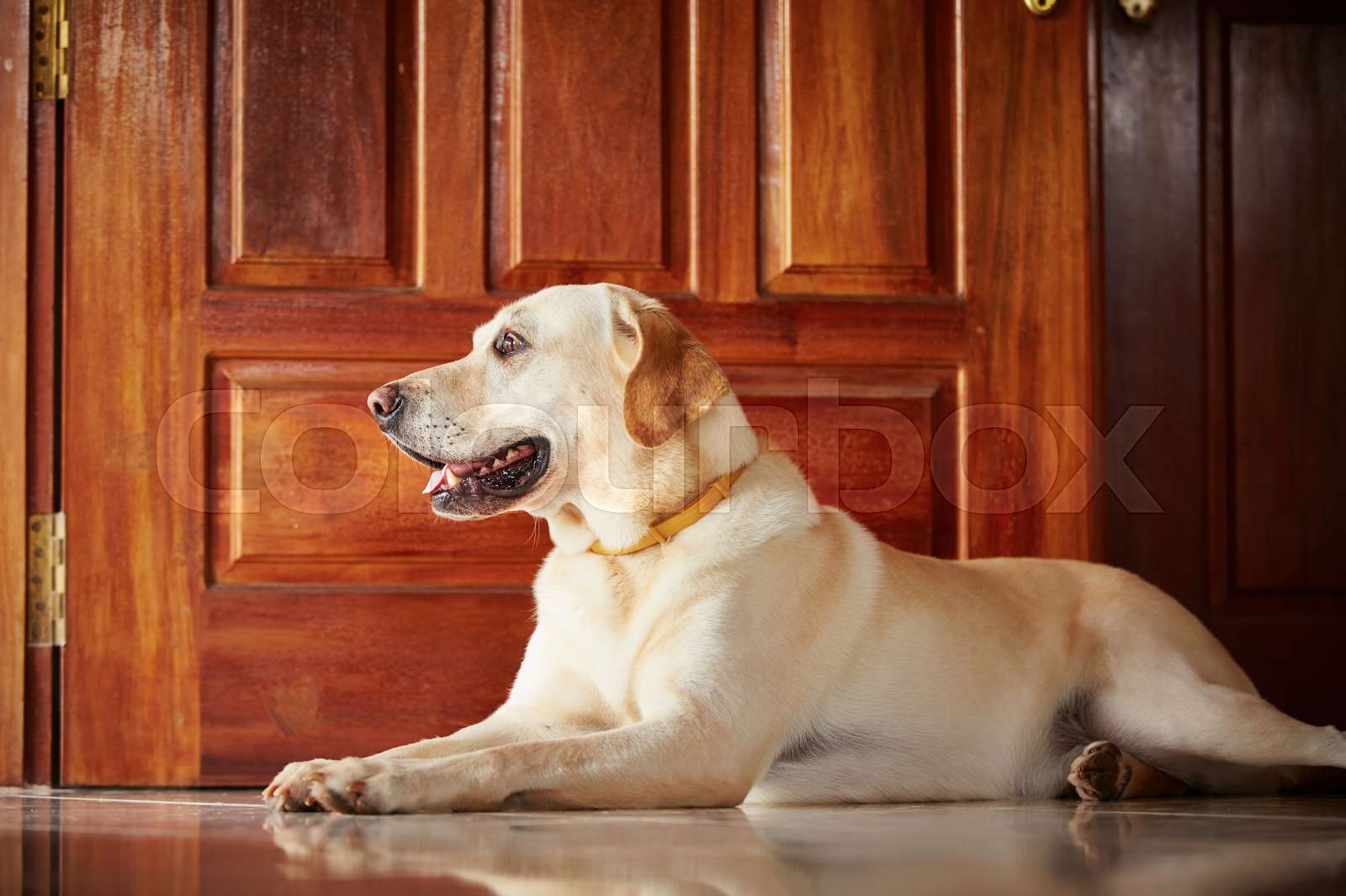 Dog at home | Stock image | Colourbox