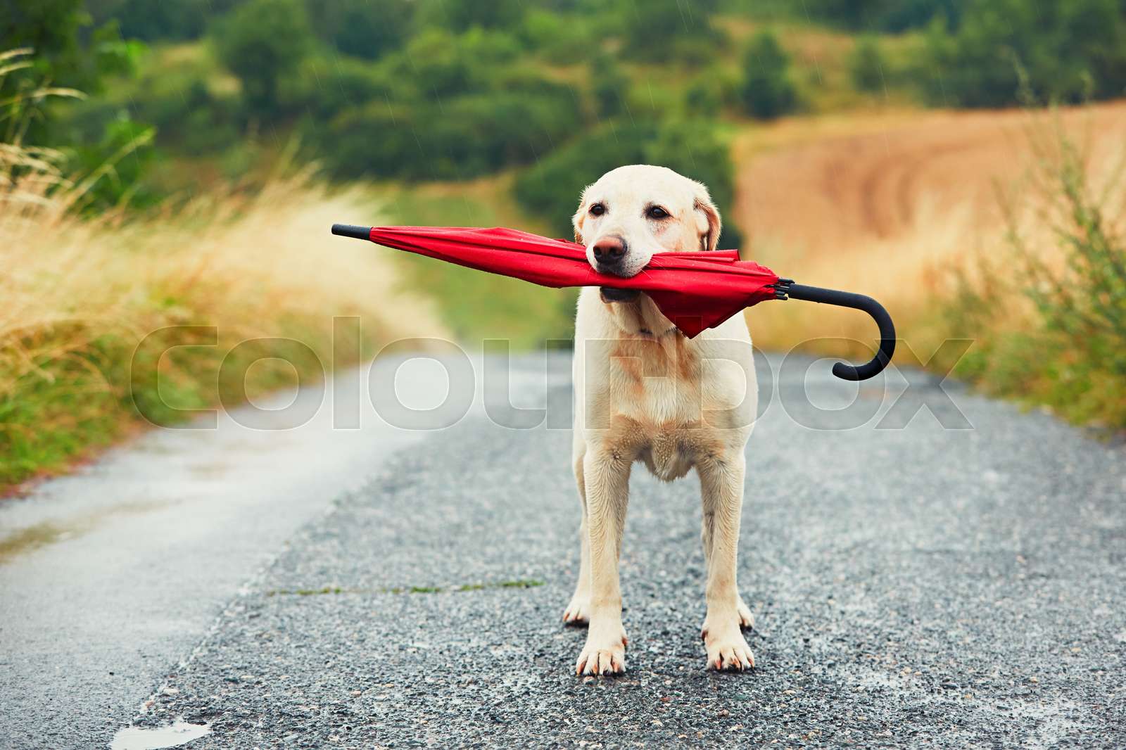 Dog in rain | Stock image | Colourbox