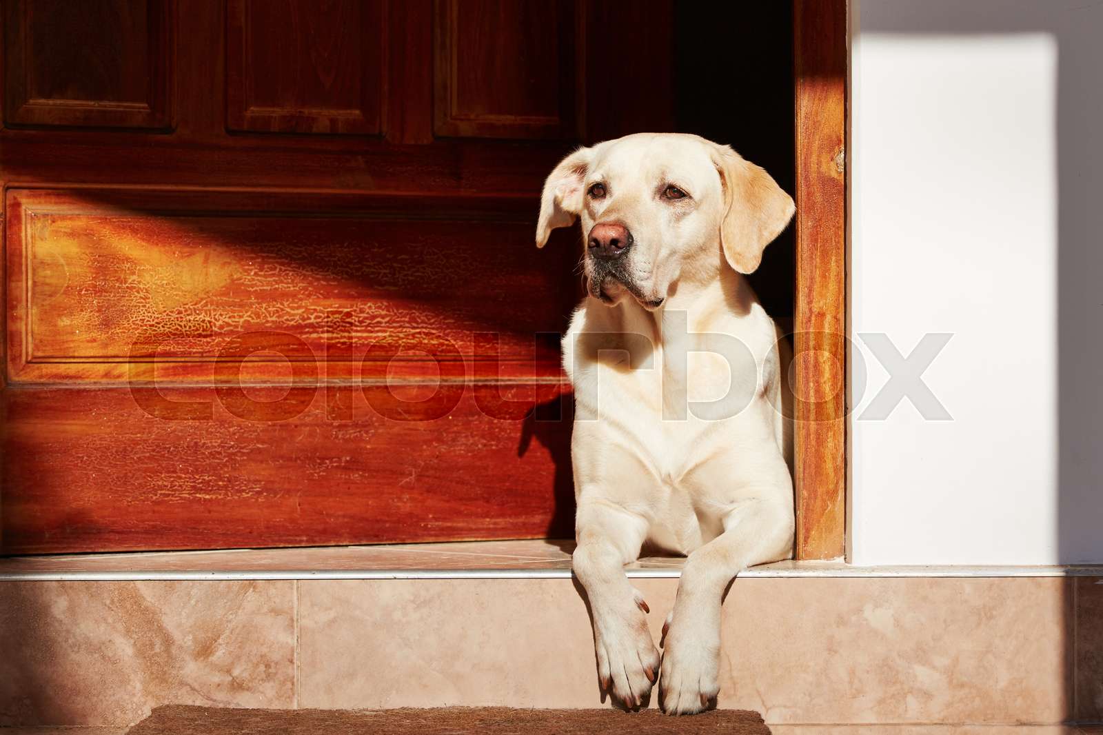 Dog is waiting | Stock image | Colourbox