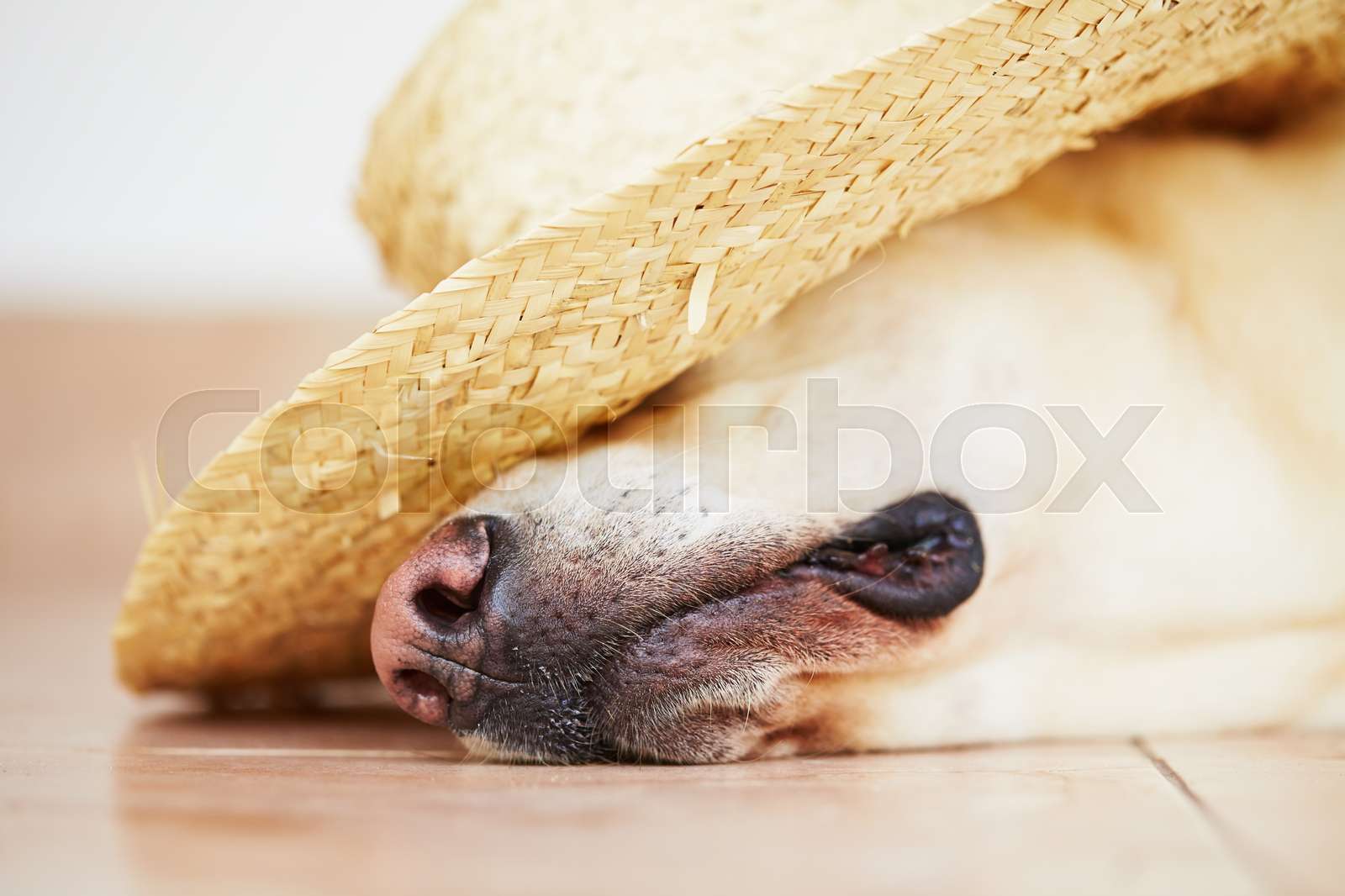 Dog with straw hat | Stock image | Colourbox
