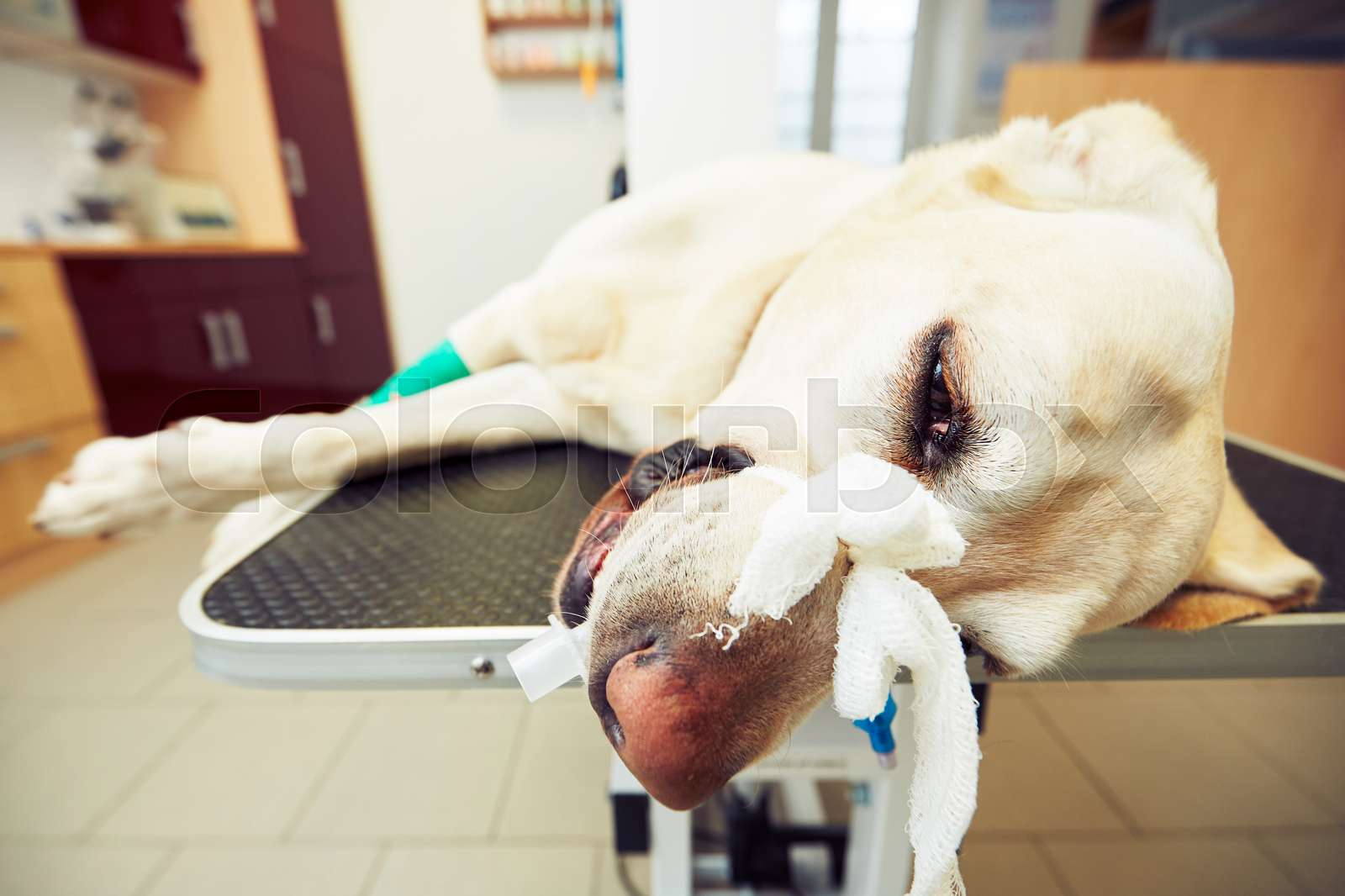 Sick dog in the veterinary clinic | Stock image | Colourbox