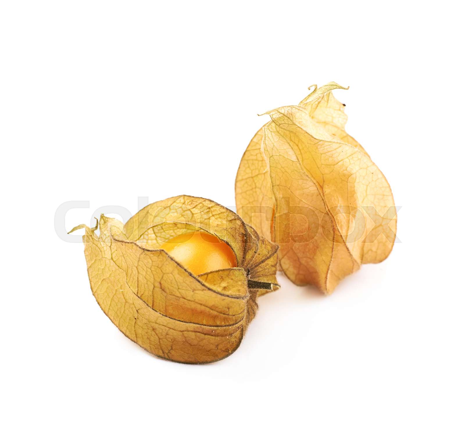 Two physalis fruits with husk | Stock image | Colourbox