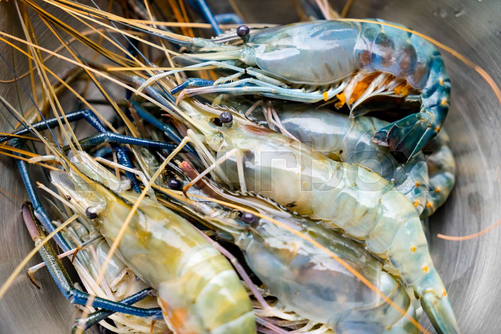 dyr, reje, udsigt | Stock foto | Colourbox