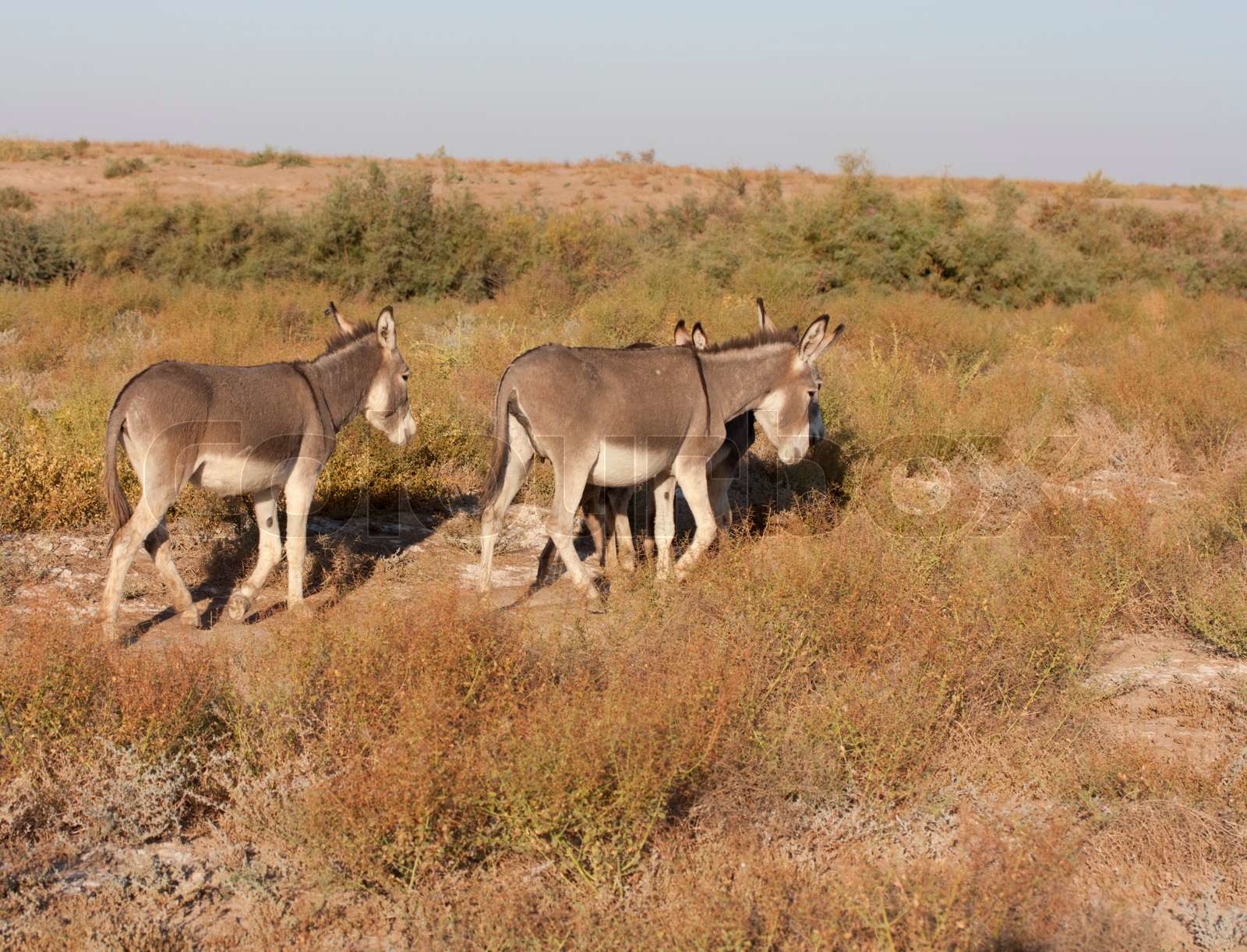 pack donkeys run | Stock image | Colourbox