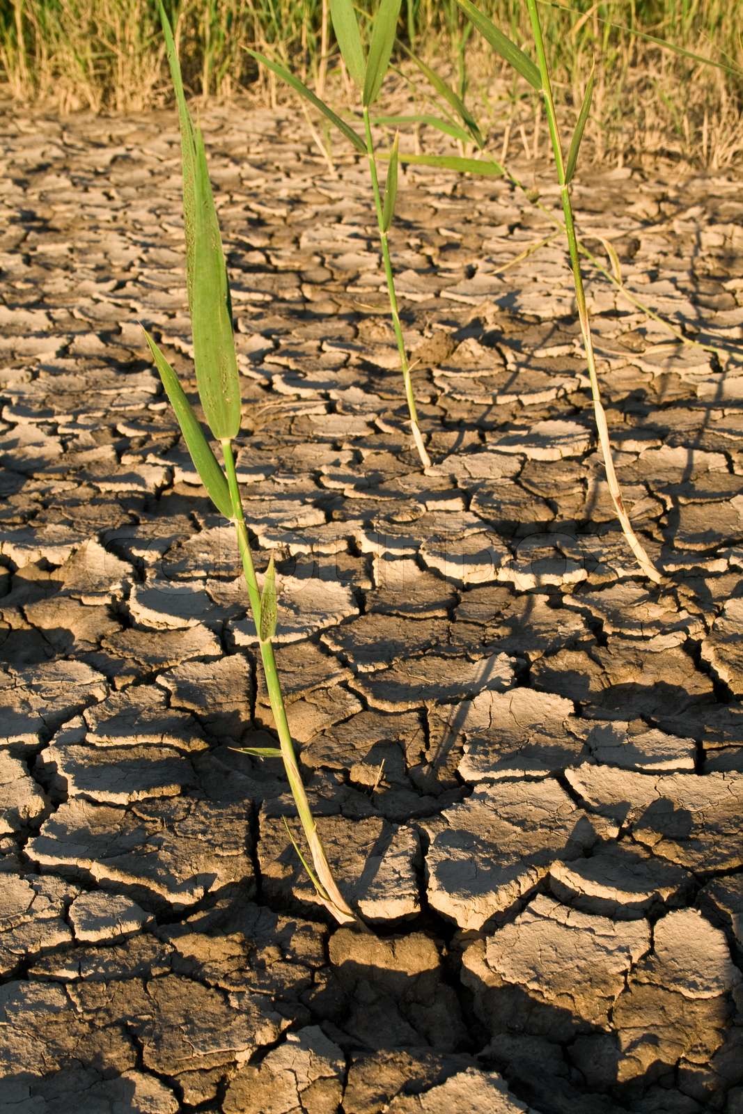Reeds growing through cracks in the ground | Stock image | Colourbox