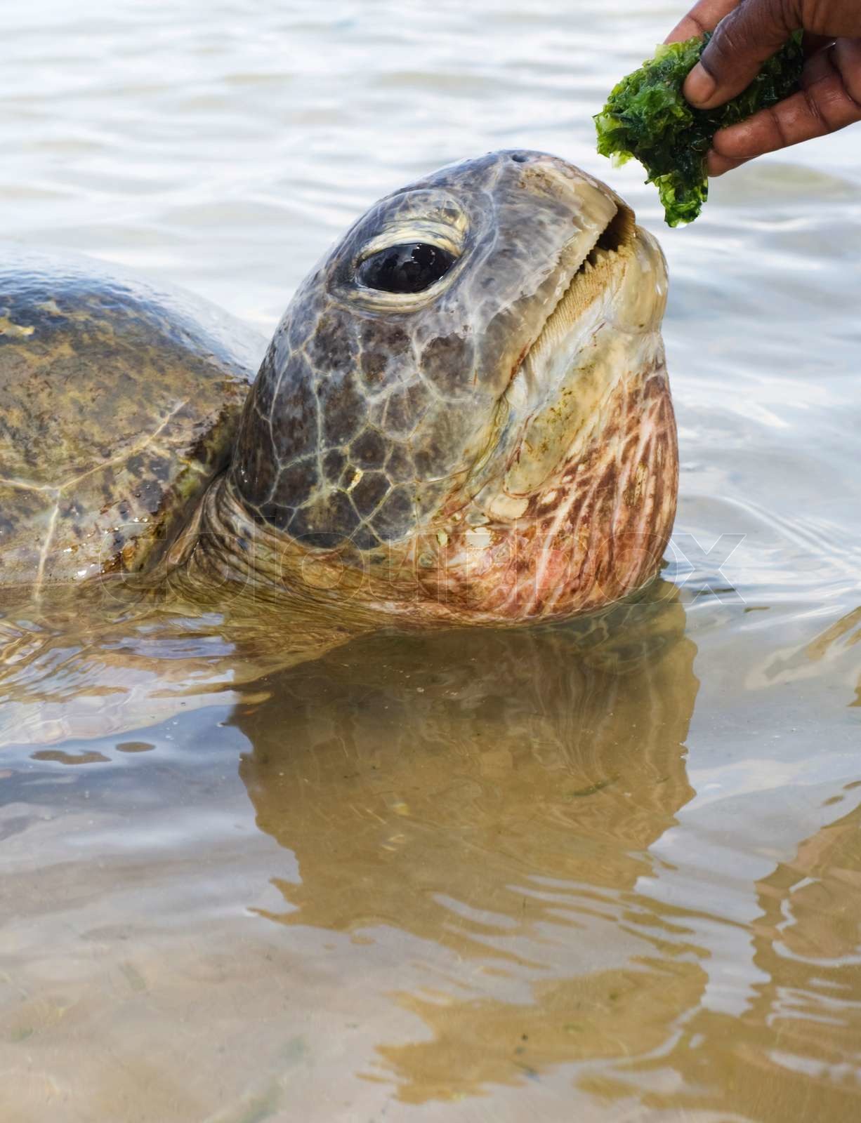 Turtle eating in the ocean | Stock image | Colourbox