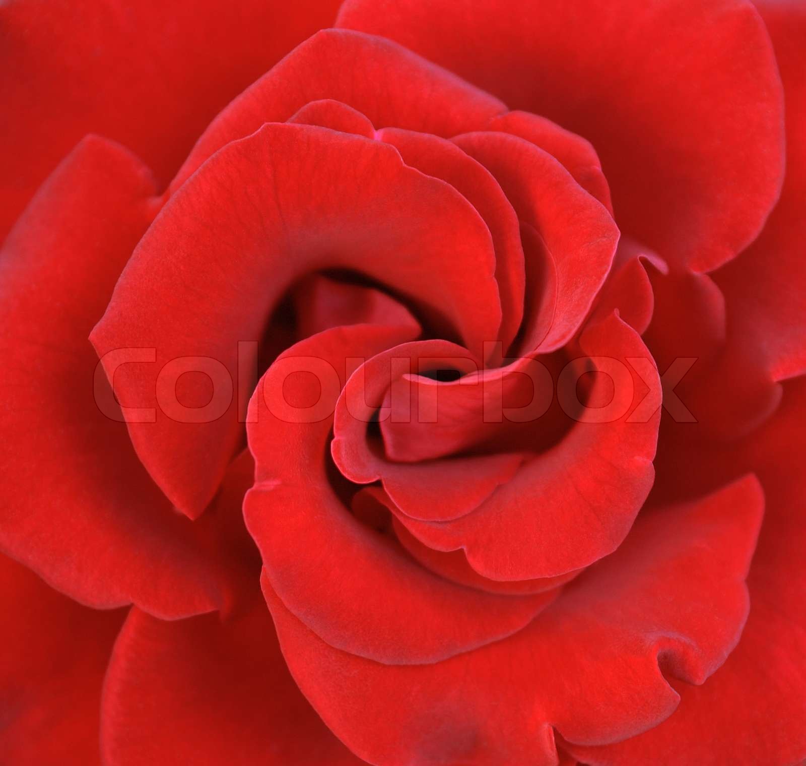 schönen roten Rose mit zarten Spirale der Blütenblätter | Stock Bild ...