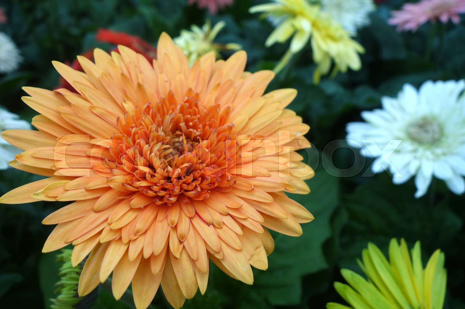 Daisy flower blossom | Stock image | Colourbox