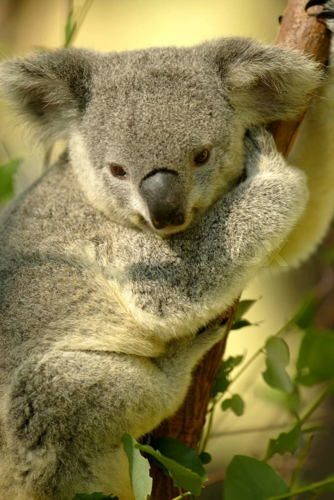 Australian Koala | Stock image | Colourbox
