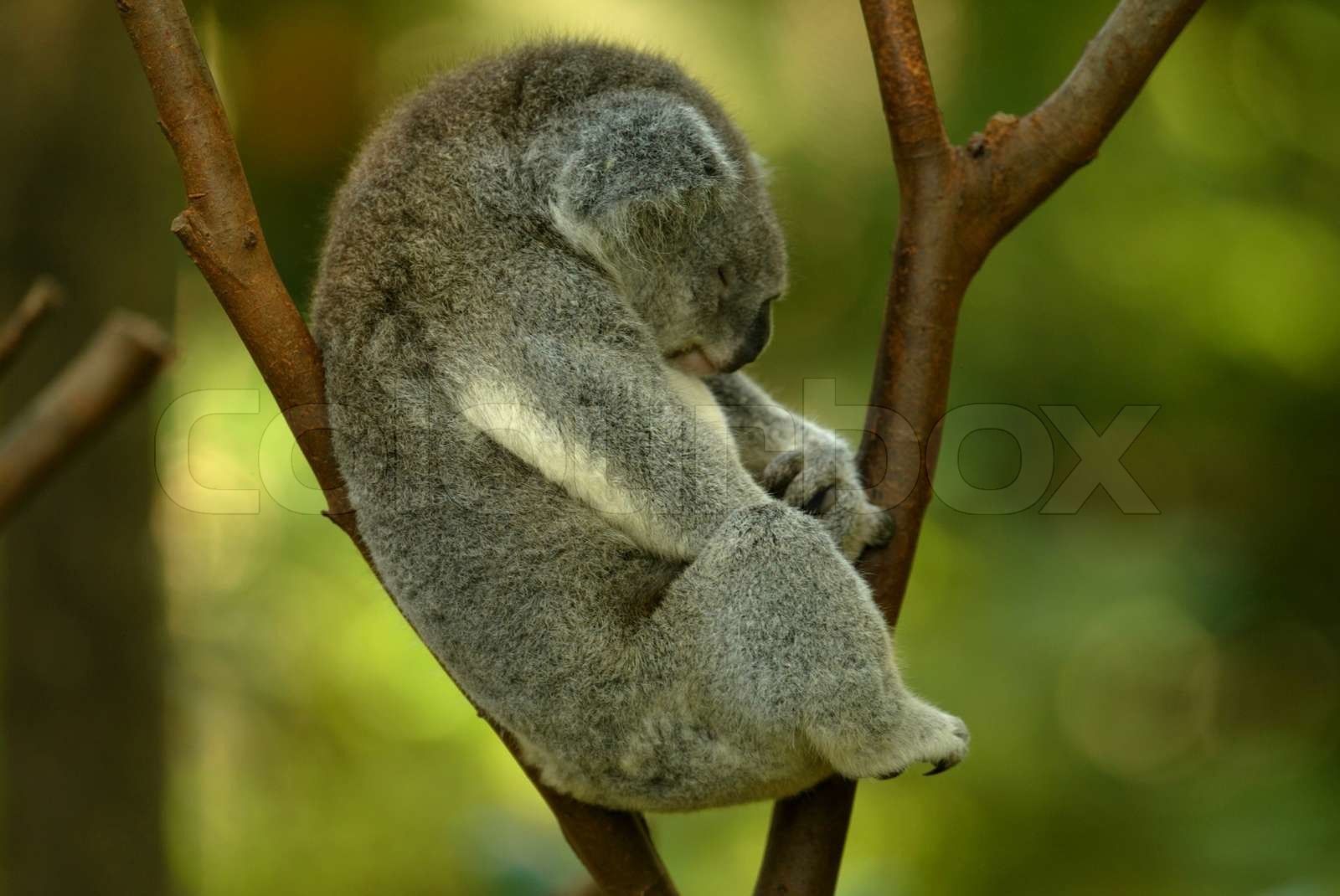 Australian Koala | Stock image | Colourbox