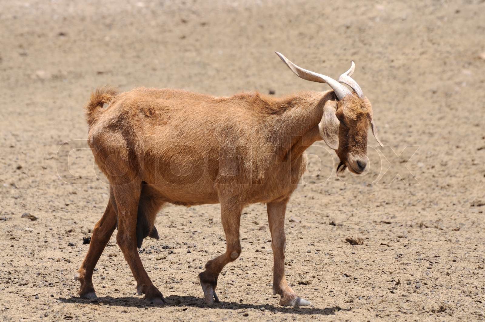 Goat on Canary Island Fuerteventura, Spain | Stock image | Colourbox